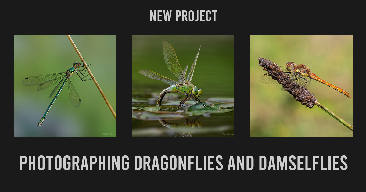 Photographing Dragonflies and Damselflies